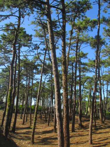 a propósito do Pinhal de Leiria - cantinho da casa