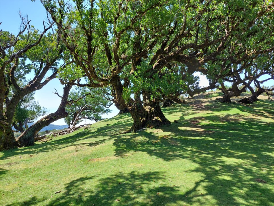 Fanal - Uma Pepita de Sucesso