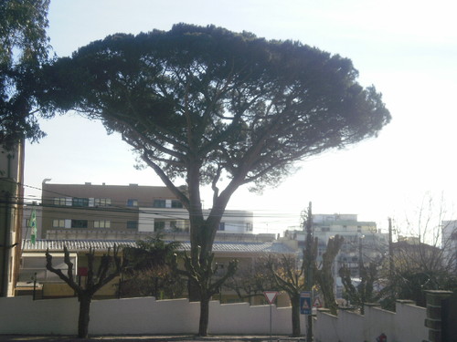 O PINHEIRO GRANDE DA RINCHOA. - Tudo de novo a Ocidente