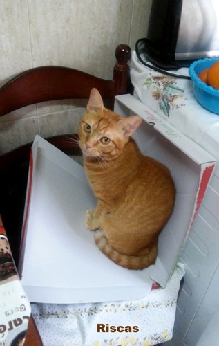 Até para dentro de uma caixa de pizza o gato vai... - Riscas, o gatinho ...