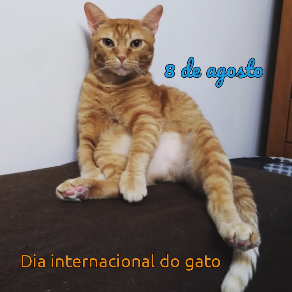 Dia internacional do Gato - Riscas, o gatinho amarelo
