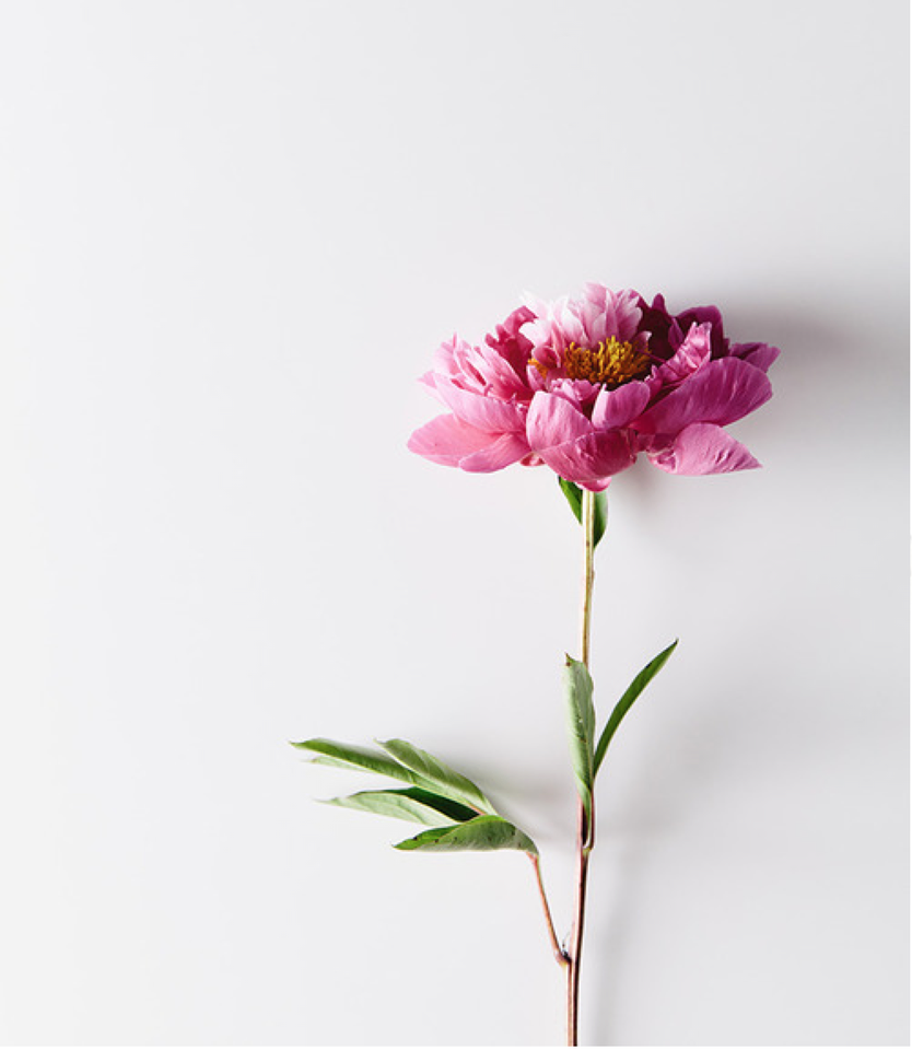 flower inspo - Style It Up